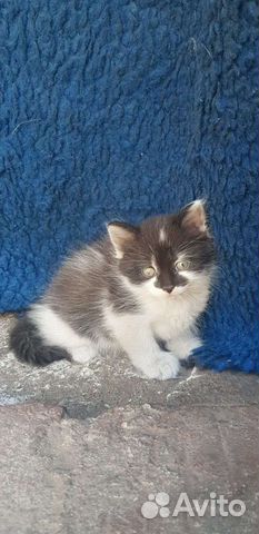 Кошечки в добрые руки