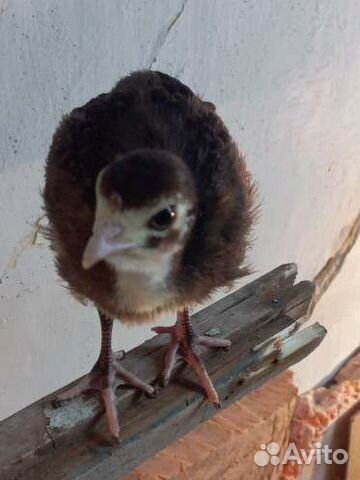 Индюшата подрощенные