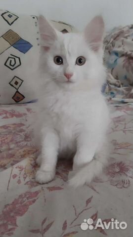 Котята турецкой ангоры