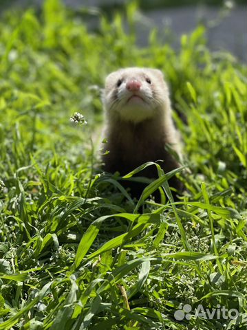 Продам хоьков