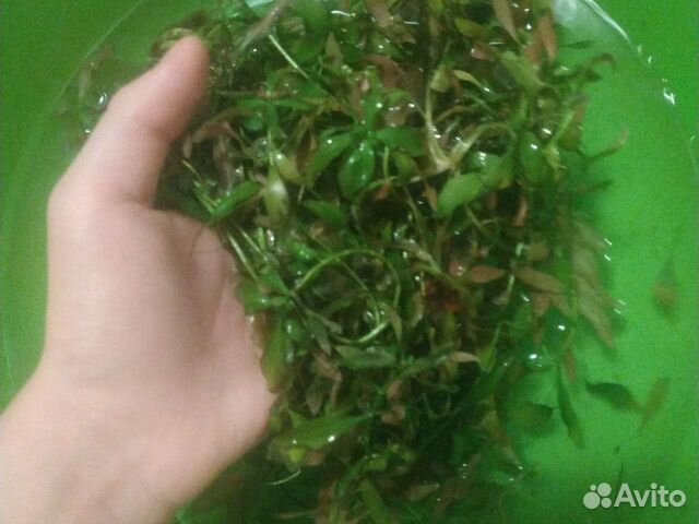 Аквариумное растение