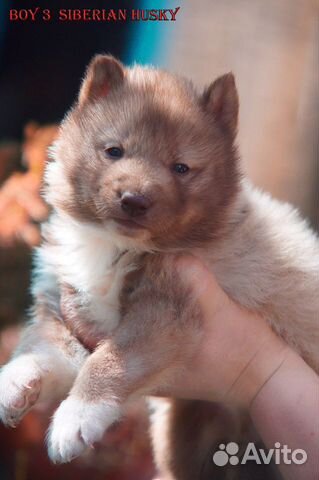 Хаски Агути из питомника