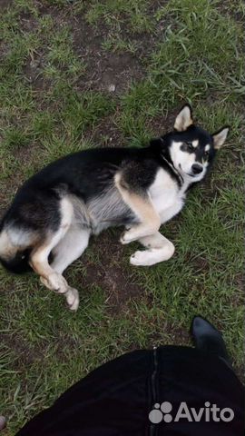 Собака бесплатно