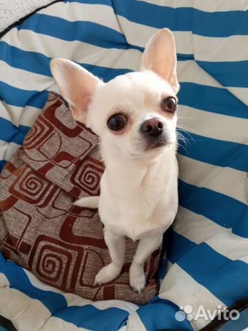 Вязка чихуахуа