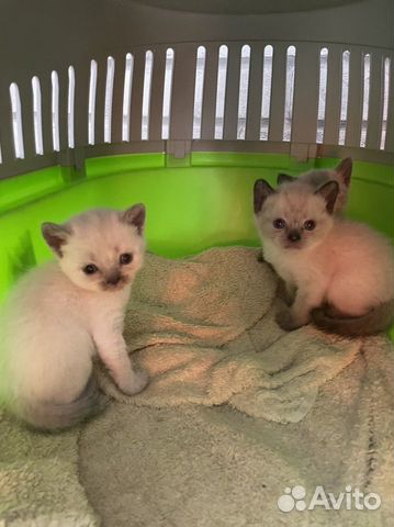 Британские котята