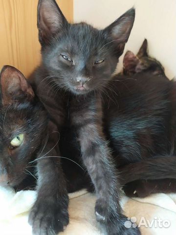 Маленькая пантера ищет дом