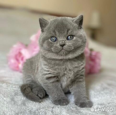Британская шиншилла