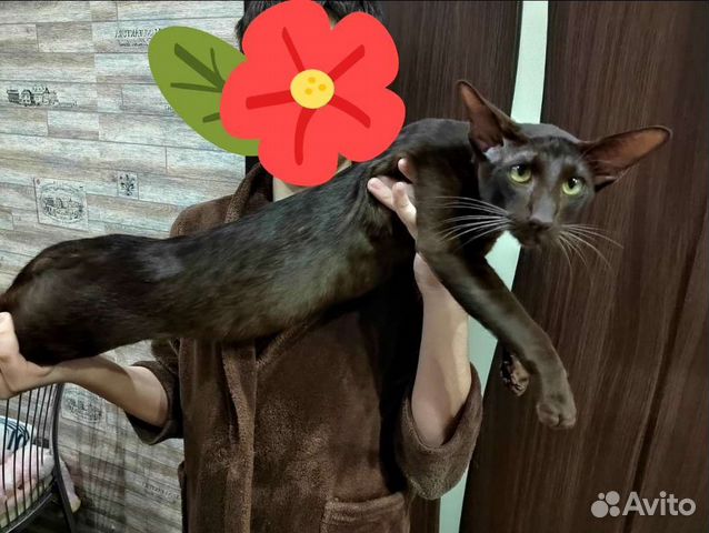 Шикарные орики цинамон эбони гавана