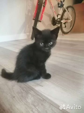 Котята