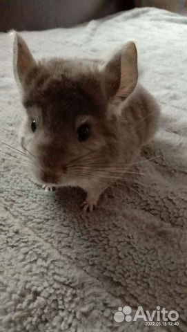 Шиншилла нкпа