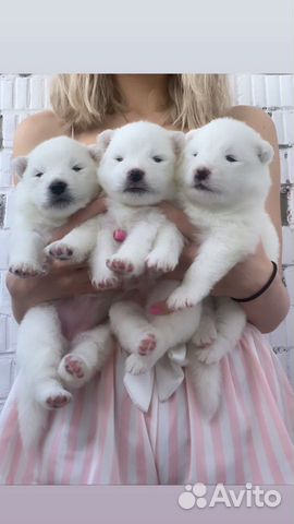 Самоедская лайка