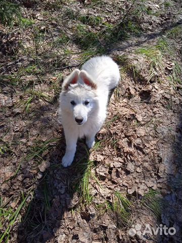 Кобель бшо Швейцарская овчарка