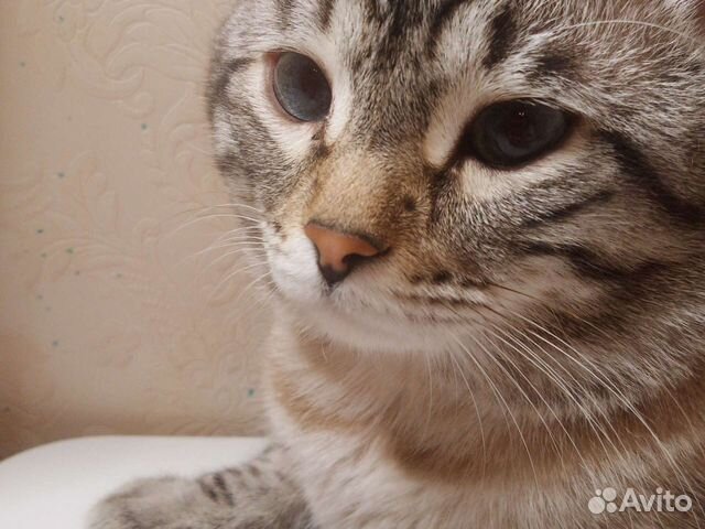 Кот белякушка