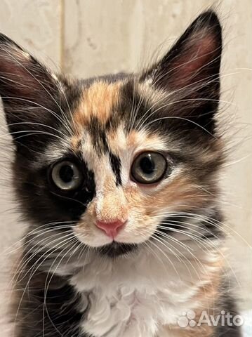 Котенок девочка