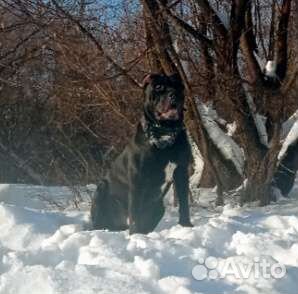 Кане Корса (вязка)