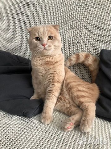 Шотландская вислоухий кот (1 год)