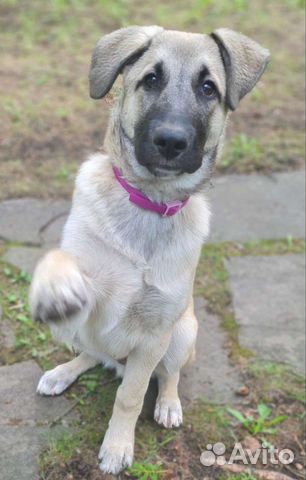 Щенок в добрые руки