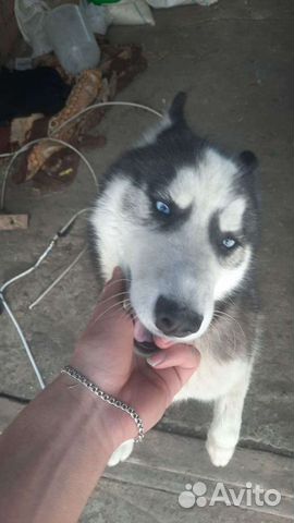 Сибирский хаски