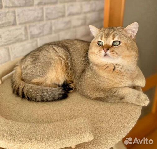Британская золотая шиншилла вязка
