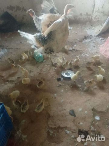 Индюшата