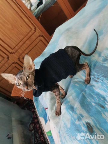 Котёнок сфинкс бесплатно