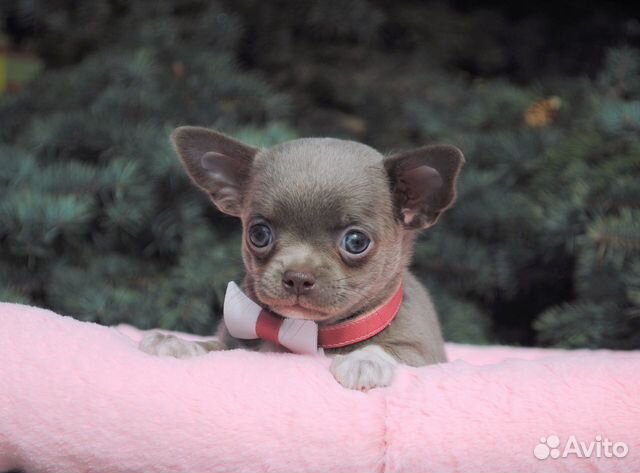 Лиловая девочка