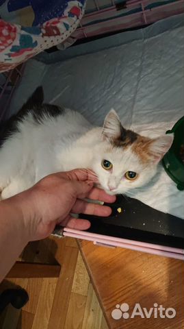 Маленькая котя 7мес