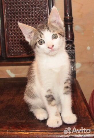 Котенок кот полосатый отдам даром