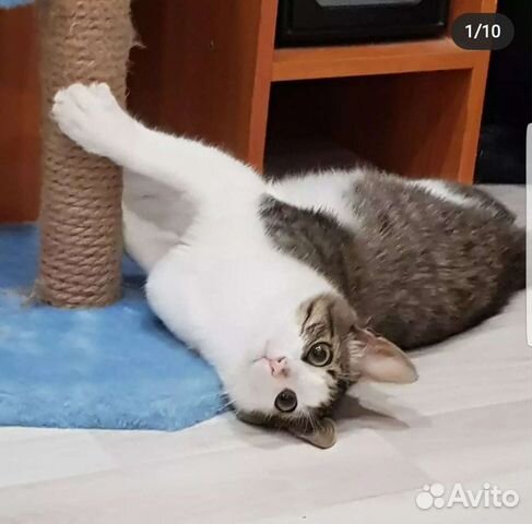 Шикарный,добрый Кузя ищет дом