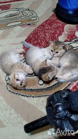 Продаю котят