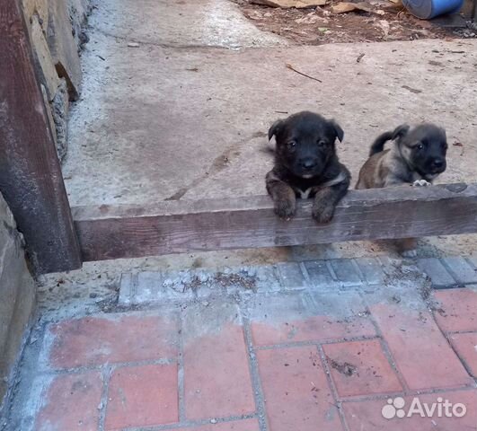 Собаки щенки