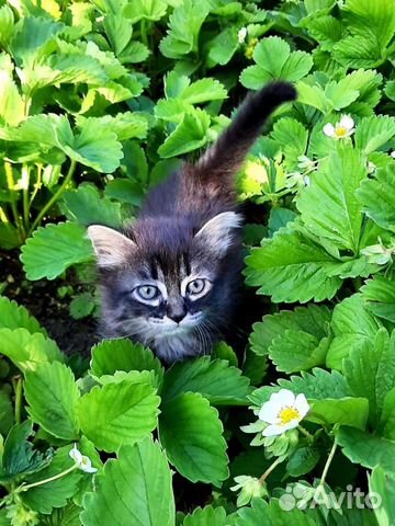 Котята, котенок, кошка, 1.5 мес