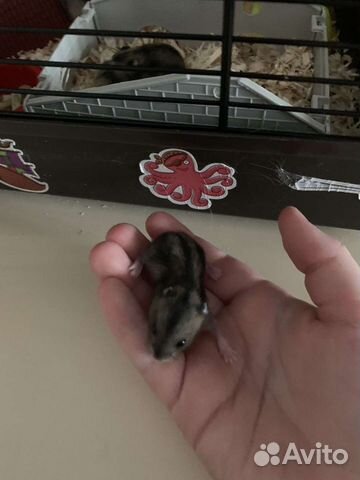 Джунгарский хомяк девочка и мальчик