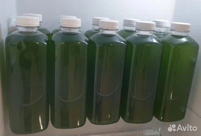 Наннохлоропсис (фитопланктон)