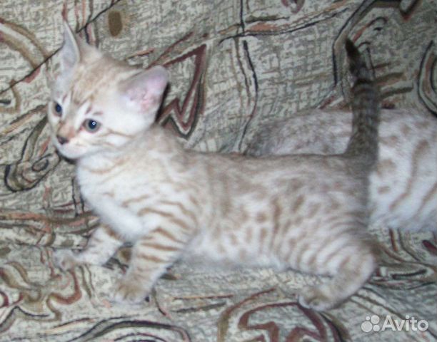 Бенгальская