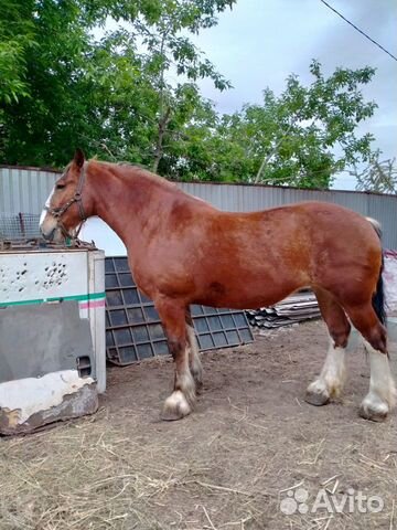 Владимирская лошадь