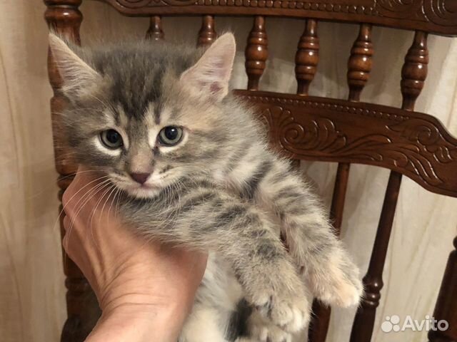 Котята 6 недель. Мышеловы