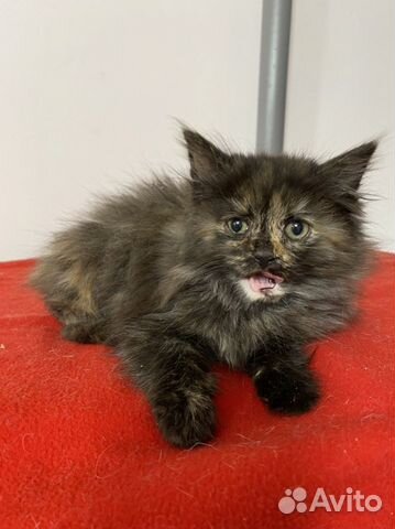 Котенок в добрые руки