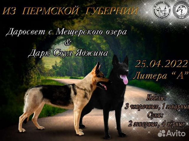 Восточноевропейская овчарка