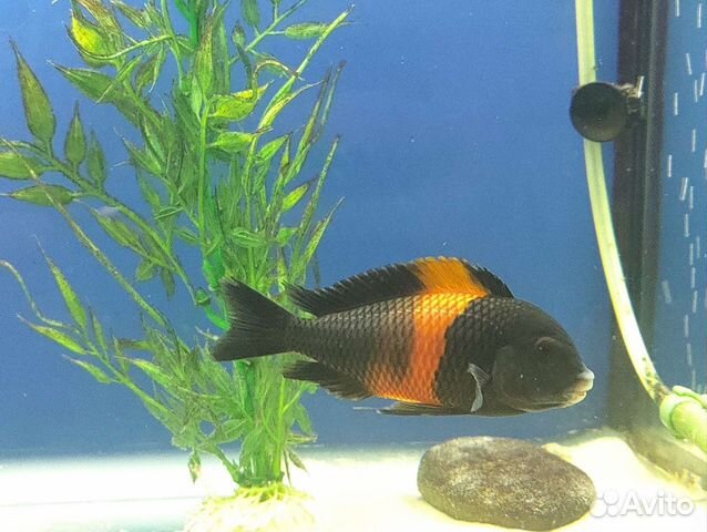 Трофеусы Бемба