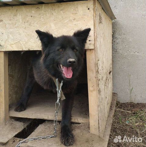 Собака Михон