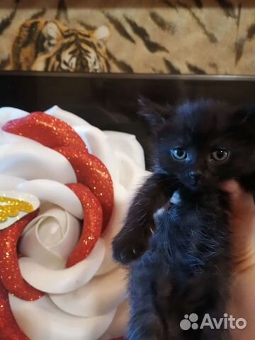 Котенок с доставкой