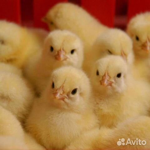Цыплята бройлеры суточные