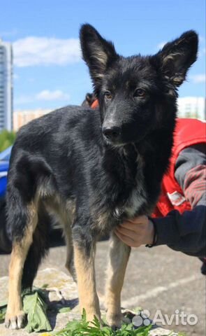 Кира ушастик