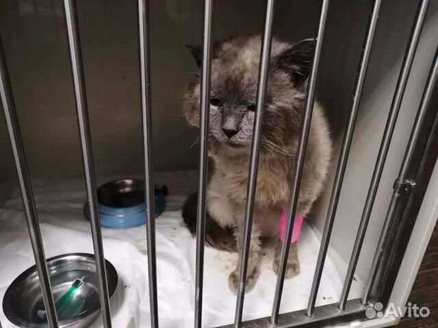 Долг за лечение кота