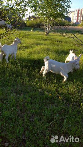 Зааненские козы племенные дойные