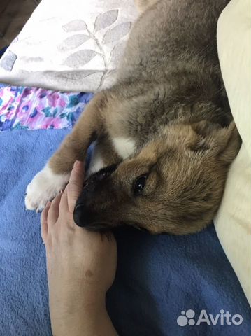 Щенок сука 3 месяца