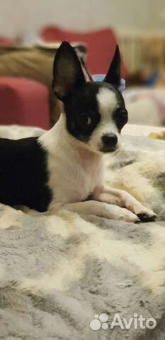 Чихуахуа, девочка 4,5 года