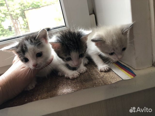 Котята в добрые руки. Кому комочек счастья)