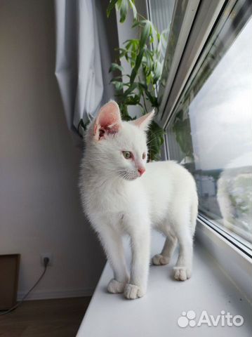 Белоснежный котенок